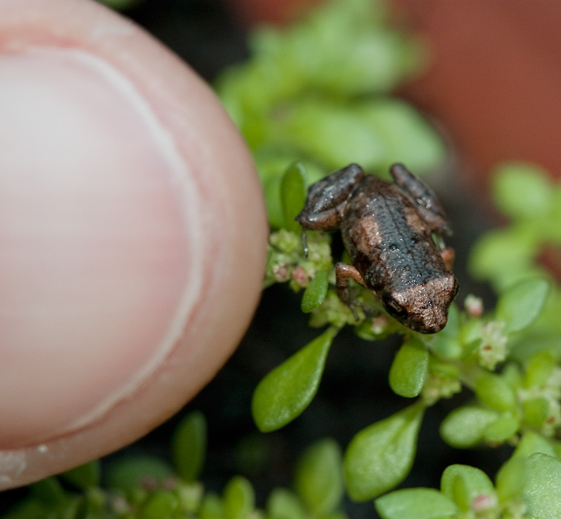The Greenhouse Frog | Kenneth Setzer